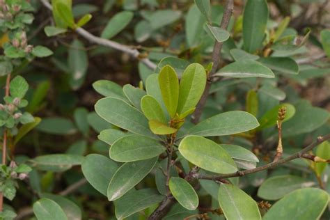 云南含笑Michelia yunnanensis 花卉图片网