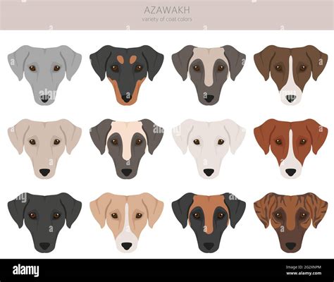 Azawakh All Colours Clipart Different Coat Colors And Poses Set