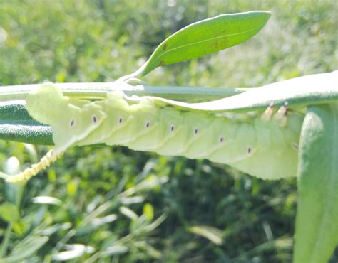 オリーブの害虫 スズメガの幼虫 南アルプスのオリーブ畑 ながら