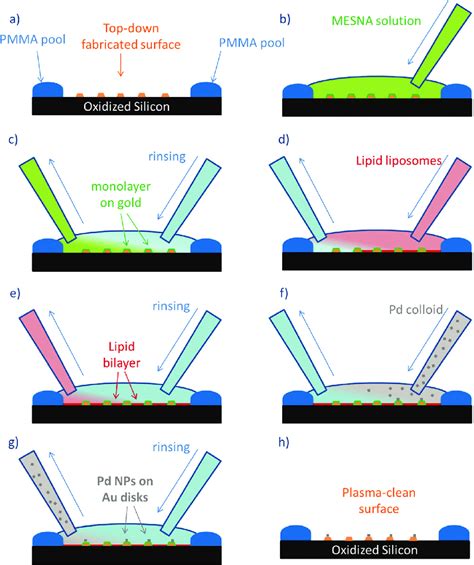 Schematic Representation Of The Layer By Layer Strategy Used For The Download Scientific