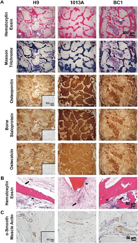 Fig S8 Histological Micrographs Of Engineered Bone Tissue After Download Scientific Diagram