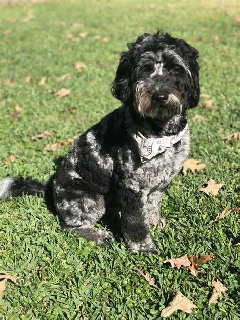 Upcoming Litters Candy Doodles