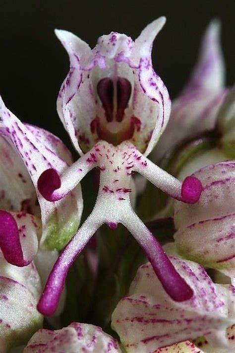 ОРХИДЕЯ Strange Flowers, Unusual Flowers, Unusual Plants, Rare Flowers ...