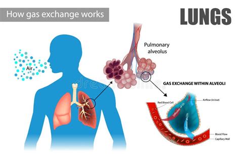 Les Alvéoles Pulmonaires Permettent L échange De Gaz Respiratoire