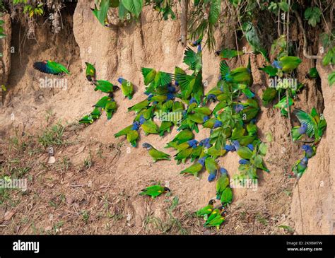 Blue Headed Parrots Pionus Menstruus At A Clay Lick In Manu National