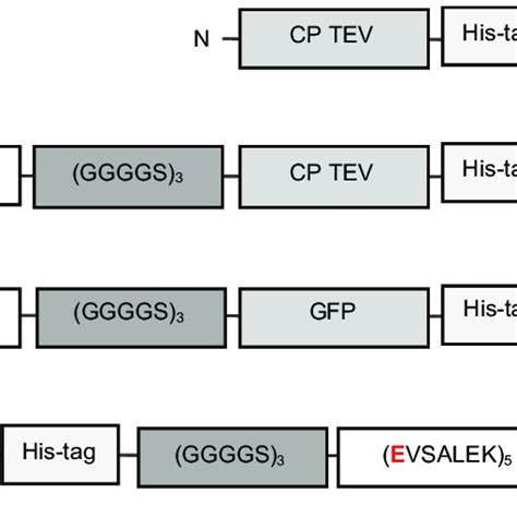 Graphical Representation Of Viral Coat Protein Cp And Antigens Tev