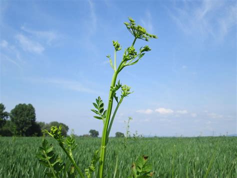 Gardeners Corner Identify Avoid And Manage Invasive Wild Parsnip Gardeners Corner Identify Avoid And Manage Invasive Wild Parsnip