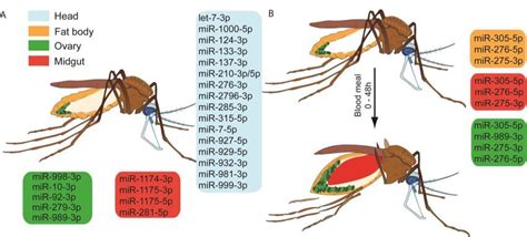 Schematic Summary Of Tissue Specific Mirna Expression During The