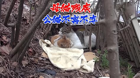 母猫的后腿被撞断，公猫不离不弃，用尽全力去爱它，泪奔！the Female Cats Hind Legs Were Broken But