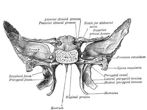 Theskullrevised Human Anatomy Ppt