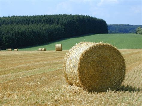 Straw Balls 2 Free Photo Download Freeimages