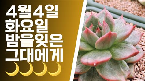 4월4일🌙🌙🌙밤을잊은그대에게 금다육이 금다육도매 다육이도매 감사합니다 수담의다육 Youtube