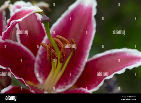Stargazer Lily Stock Photo - Alamy