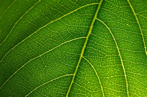 Plant Classification Angiosperms And Gymnosperms