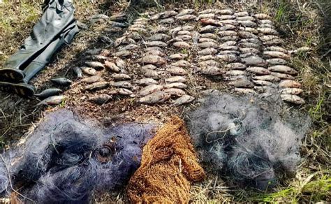 Браконьєр наловив риби на Канівському водосховищі на понад 200 тисяч гривень Вечірній Київ