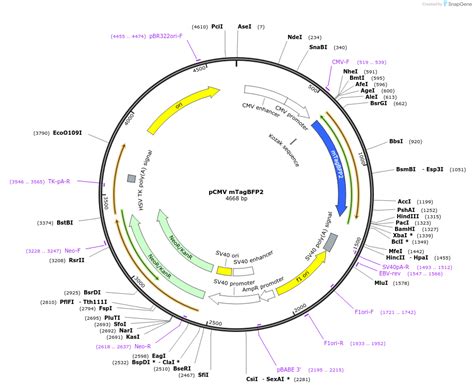 Addgene Pcmv Mtagbfp2