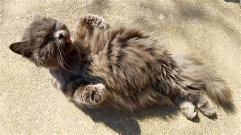 长毛蓝猫苦尽甘来不愁吃不愁喝菜地里晒太阳追着狸花猫消遣 YouTube