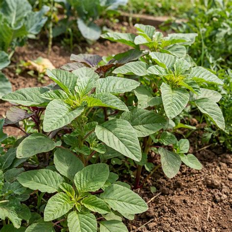 Mexican Quintonil Quelite Edible Herb Garden Seeds For Planting