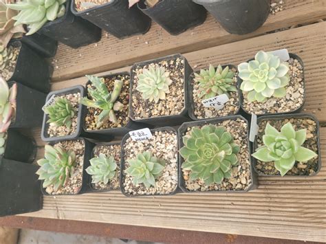 다육식물 창금 10종일괄 당근 중고거래