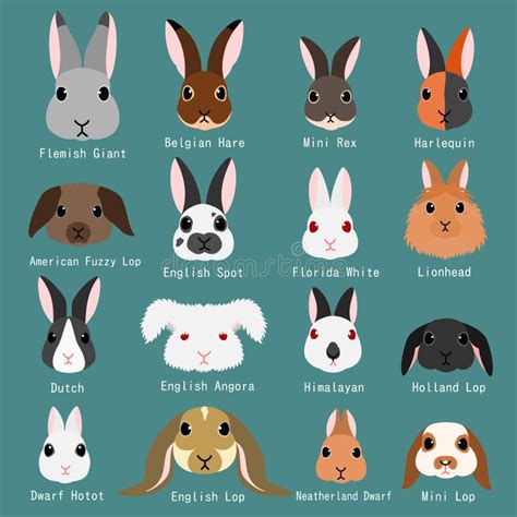 Rabbits Breeds Set Stock Vector Illustration Of Breeds 111146266
