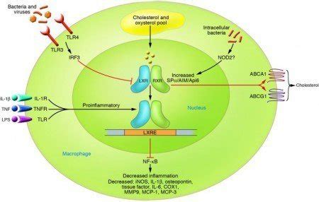 About Liver X Receptors LXR And Natural Activators Selfhacked