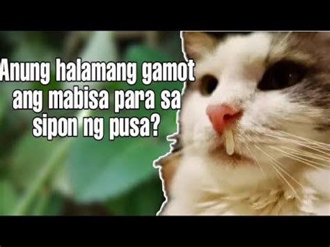 Mabisang Gamot Para Sa Sipon Ng Pusa Paano Gamutin Ang Sipon At Ubo