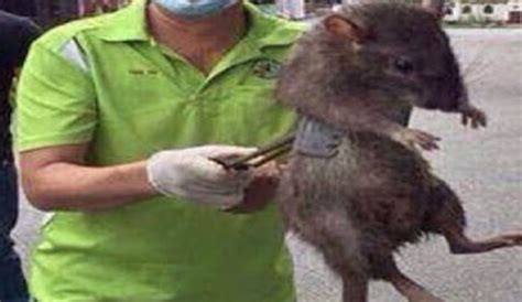 Kirk Tanter Blog Giant Rats Plague New York City As 4 Homeless Men