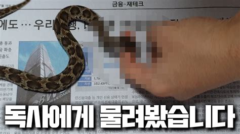 독사 살모사에게 물려보겠습니다 Youtube