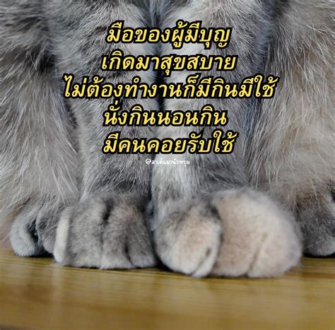 ลาเต้แมวนักหยุม😼 ขะรี้ ได้ตามสะบายเลยลูก ลาเต้แมวหูบิน ลาเต้แมวเปรต มอคค่าแมวอ้อน คาปูแมว