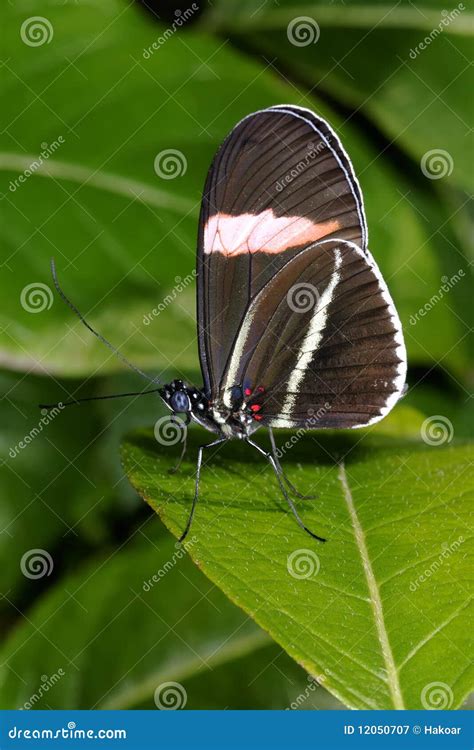 Red Postman Heliconius Erato Stock Image Image Of Colorful