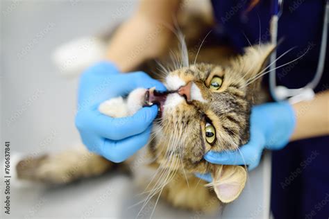 Professional Vet Doctor Examining Teeth Of A Maine Coon Cat At A