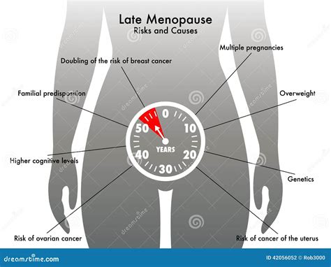 Late Menopause Stock Vector Illustration Of Metabolism 42056052