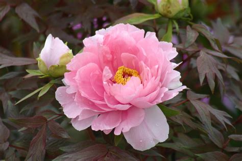 大輪の花 By うすのこ （id：9556681） 写真共有サイトphotohito