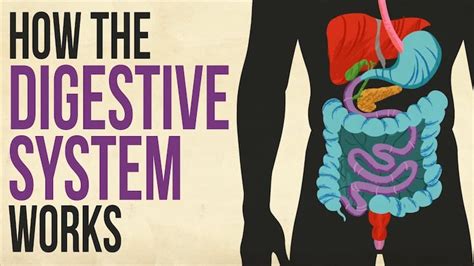 How The Human Digestive System Works In Order To Transport Necessary