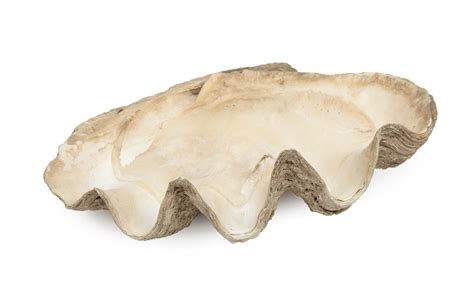 Lot Giant Clam Shell