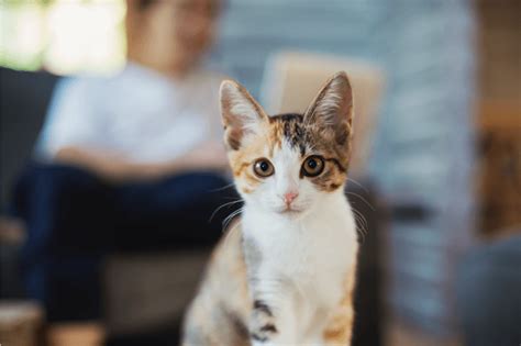 200 Purrfectly Punny Names For Calico Cats