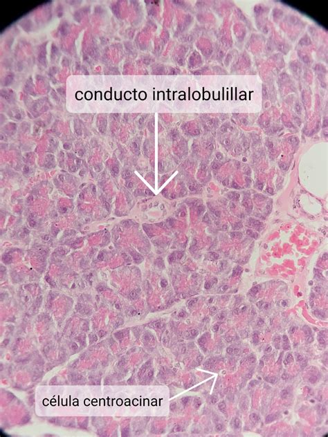 Tp 20 Histología Del Aparato Digestivo Hígado Páncreas Vesícula