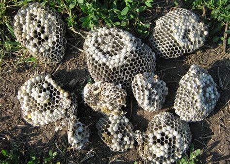 Paper Wasps Masters Of Nest Construction Pestsguide