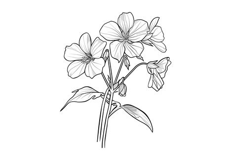 Geranium Flower Coloring Page Graphic By Forhadx5 · Creative Fabrica