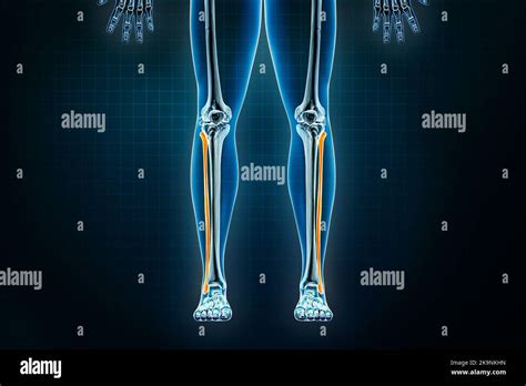 Fibula Bone X Ray Front Or Anterior View Osteology Of The Human