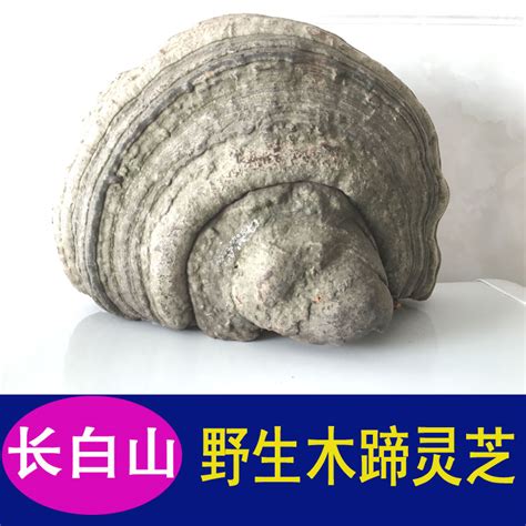 马蹄状灵芝 菌类 效 大山谷图库