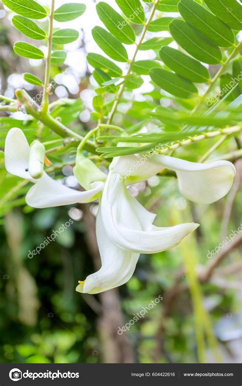 Sesbania Grandiflora Humming Bird Sesban Agasta Sesbania Grandiflora