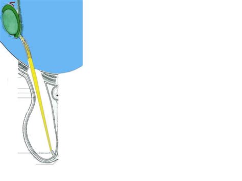 Veterinary Anatomy Of Male And Female Genital System Lectures Together And Specie Difference