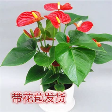 精选红掌粉掌白掌花室内水培土培盆栽四季开花卉植物绿植红掌幼苗一颗 虎窝购