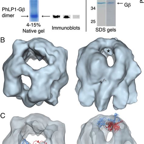 Cryo Em Structure Of The Gβ Cct Complex A Electrophoretic Analysis