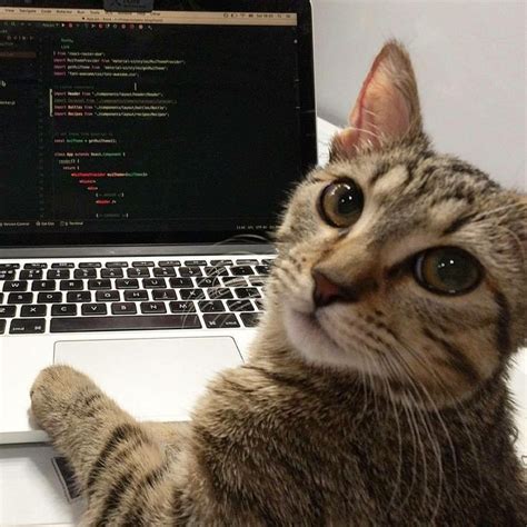 cute cat programming