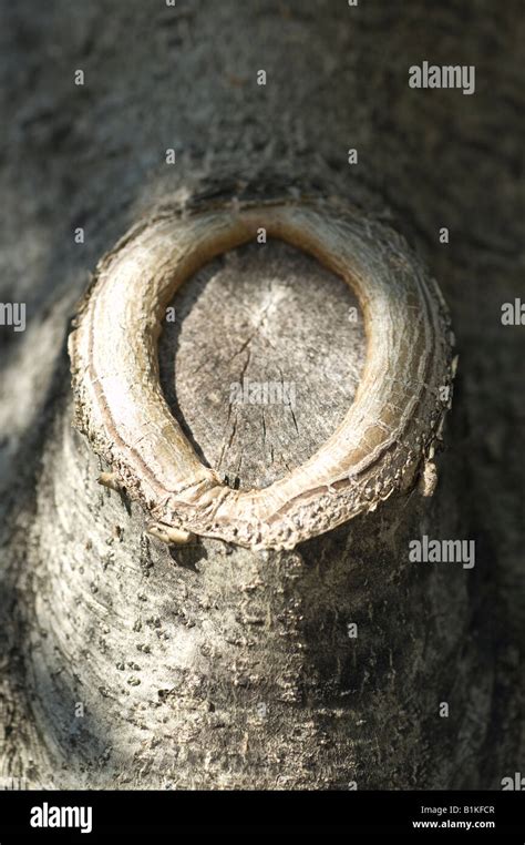Scar Scarred Tree Trunk Hi Res Stock Photography And Images Alamy