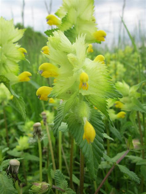 Klappertopf Zottiger Rhinanthus Alectorolophus