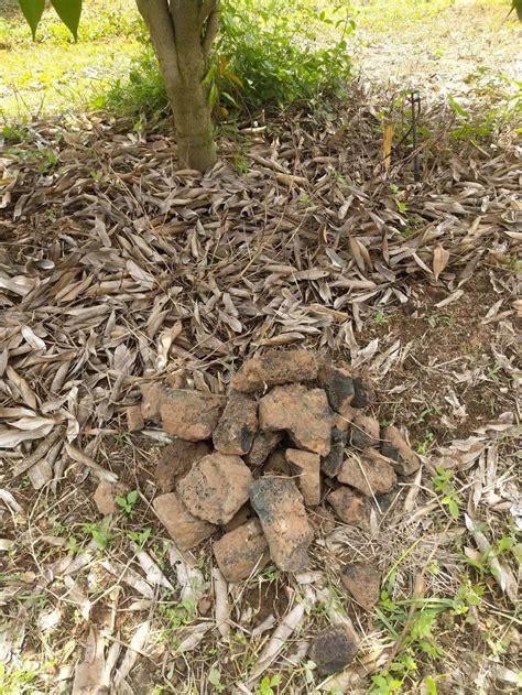 สวนทุเรียนรื่นรมย์ อ บ้านกรวด จ บุรีรัมย์ Facebook