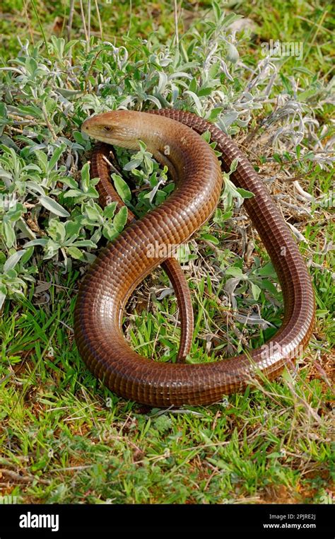 Scheltopusik Sheltopusik Pseudopus Apodus Scheltopusiks